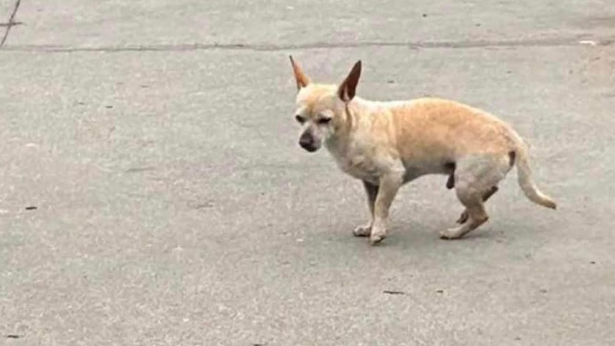 Un chien errant refuse de quitter un endroit précis dans la rue : ils ...