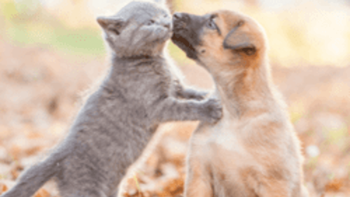 Unleashed 2022 : Purina récompense six start-ups de la filière Pet Tech