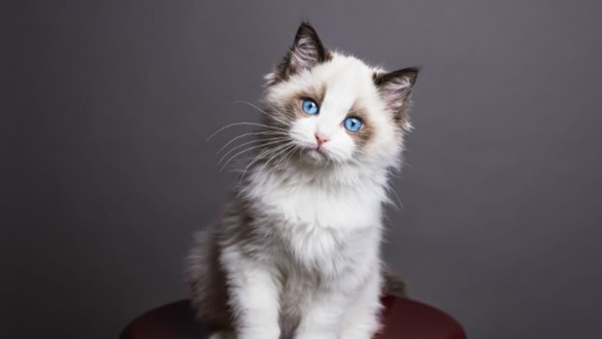 10 sublimes Ragdolls qui vont vous faire craquer