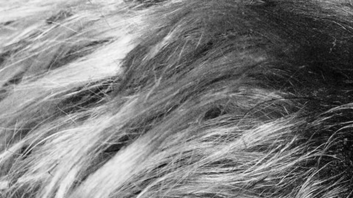 Classification des robes du chien (longueur et texture)