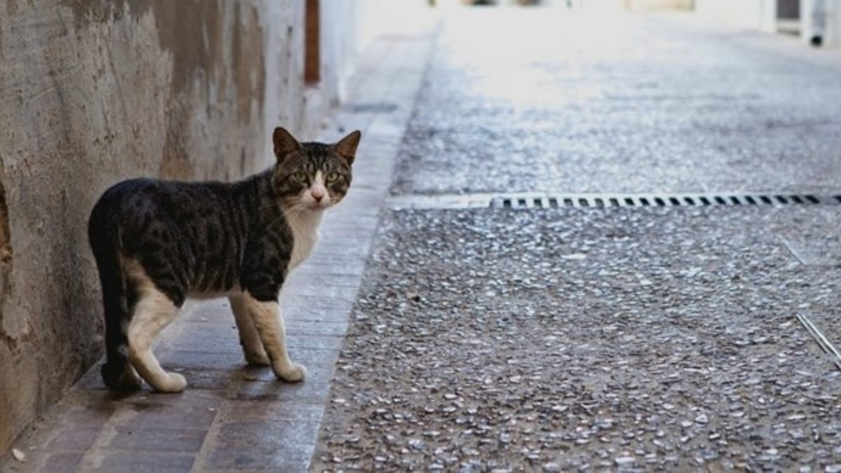 Chat perdu : les démarches à suivre pour retrouver son animal
