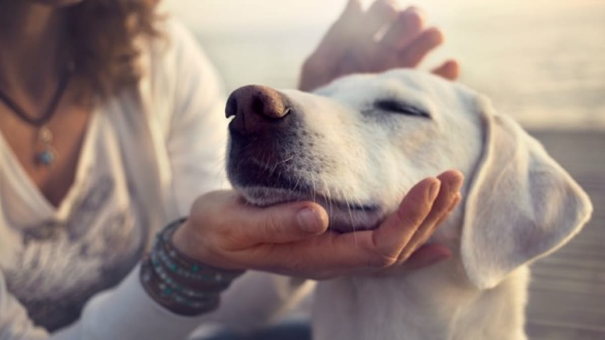 Comment caresser son chien