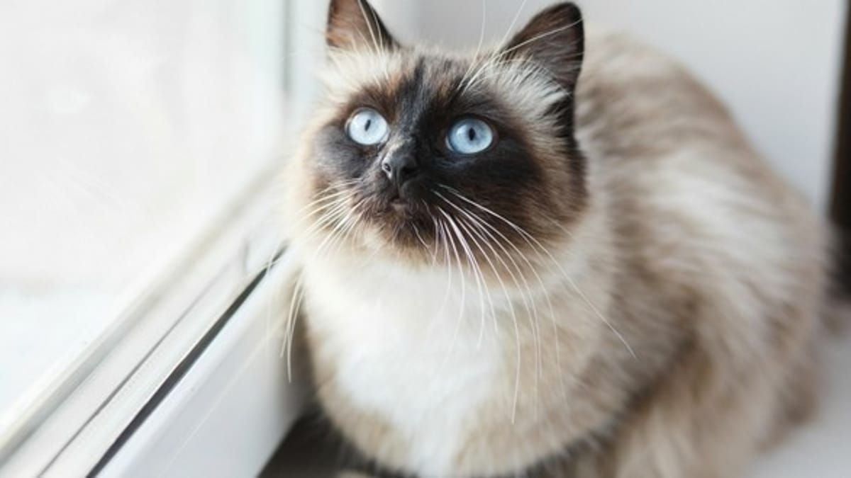 Siamois : tout savoir sur cette race de chat