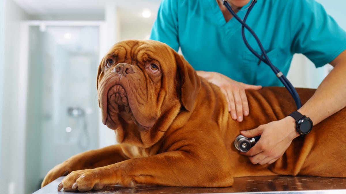 Soffio al cuore nel cane: cos'è e cosa fare?