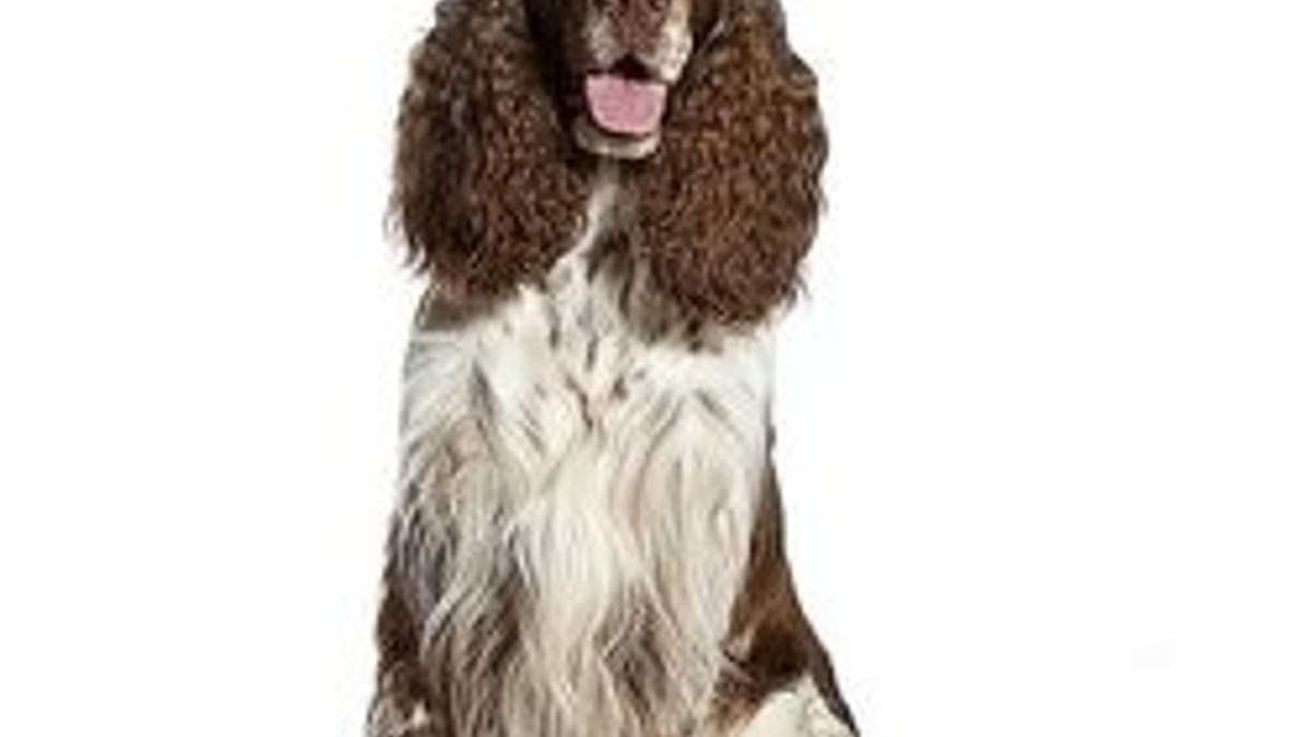 Springer anglais : tout savoir sur cette race de chien