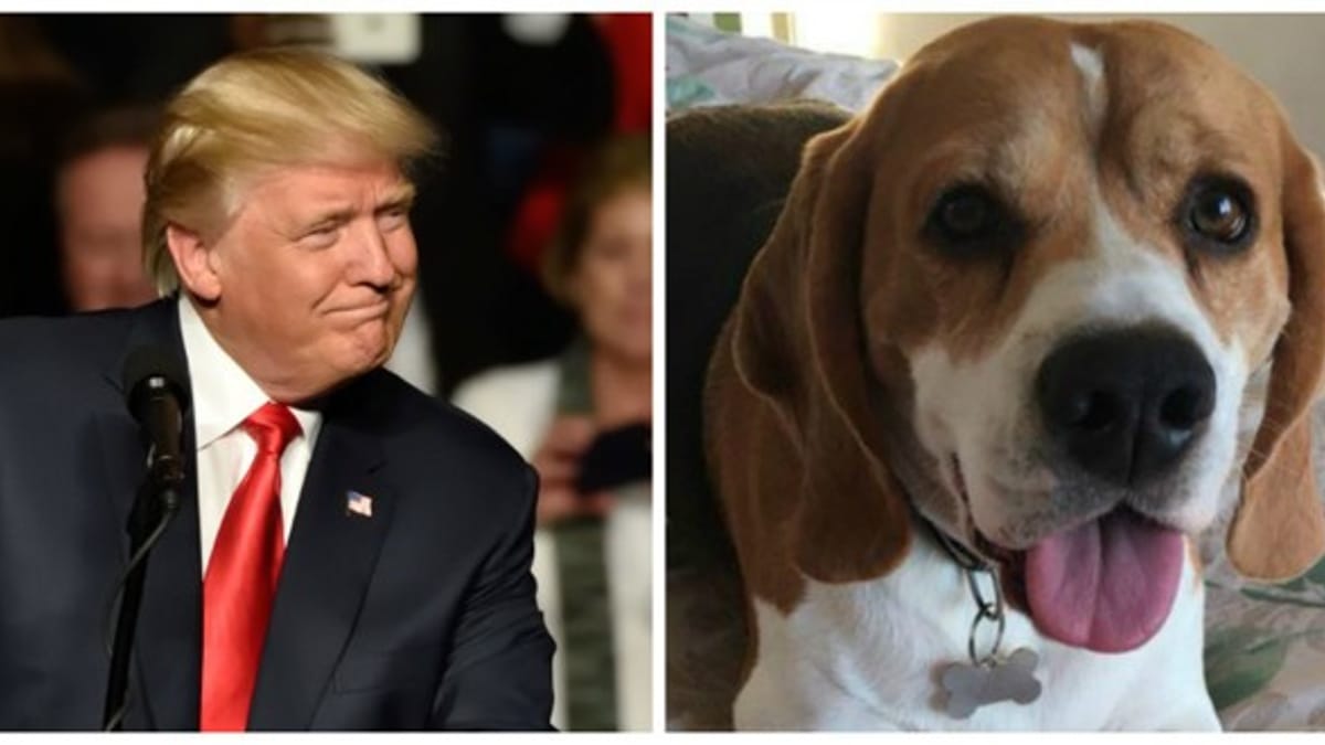 Elle découvre le portrait de Donald Trump dans l’oreille de son chien ...