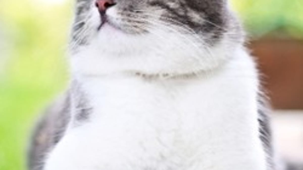 10 signes qui prouvent que votre chat est heureux