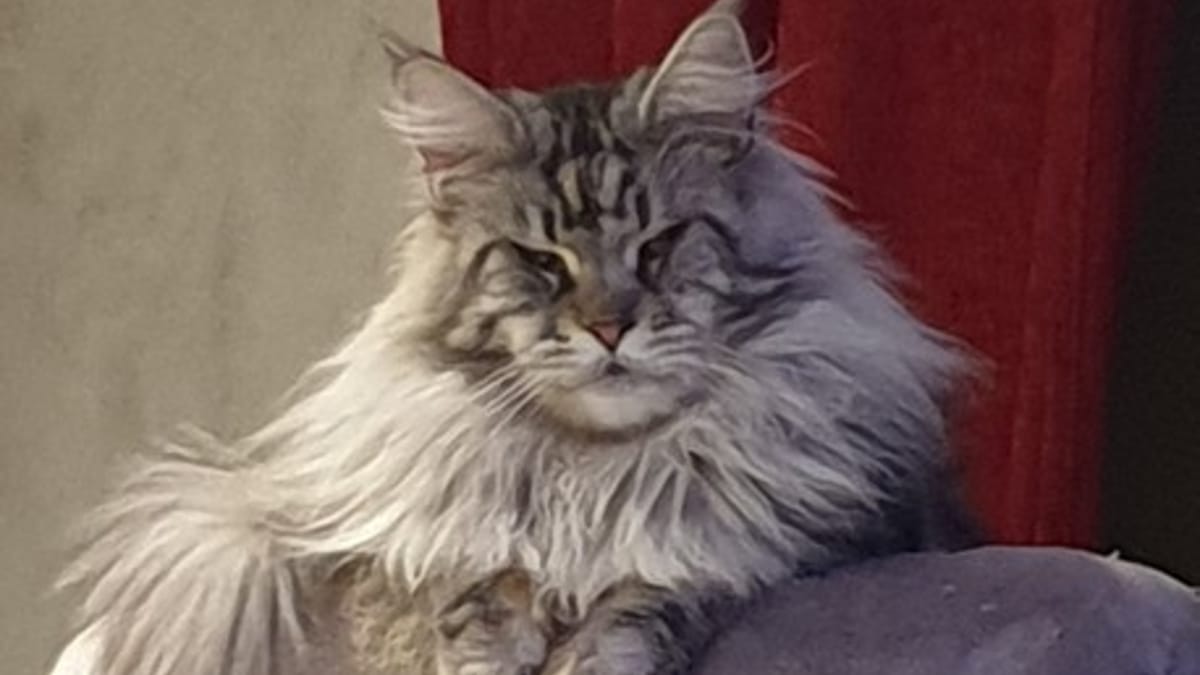 Maine Coon Devil inside's