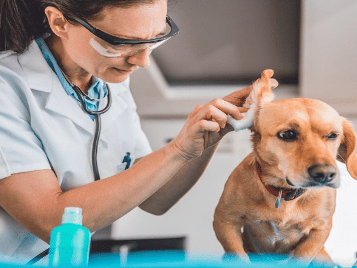 Claro ® Otic Solution: Ear Infection Treatment Elanco | atelier-yuwa ...