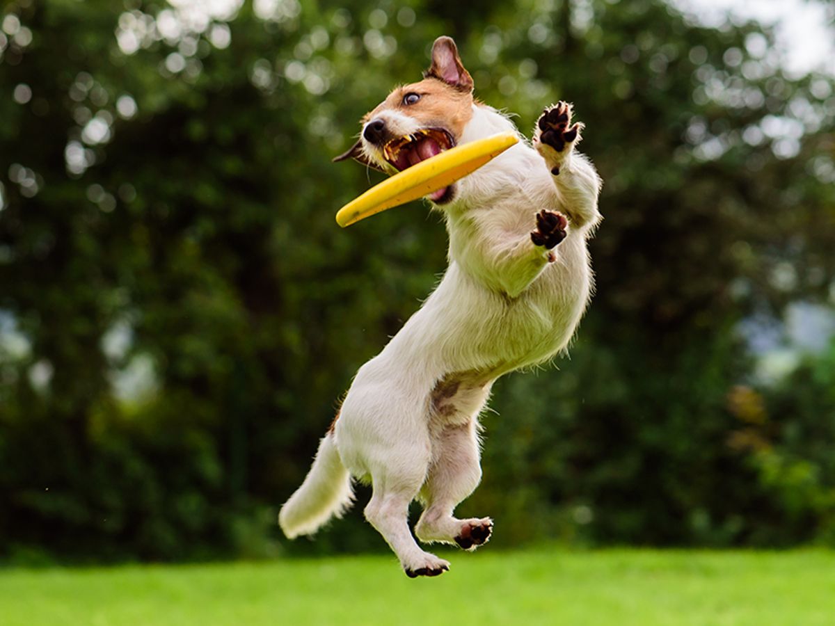 What are the best dog fetch toys in 2024 Our Top 5