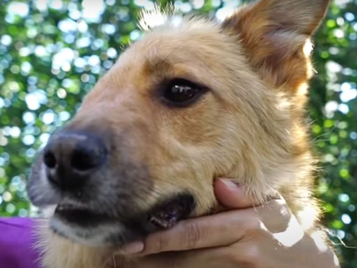 Het Gezicht Van De Hond