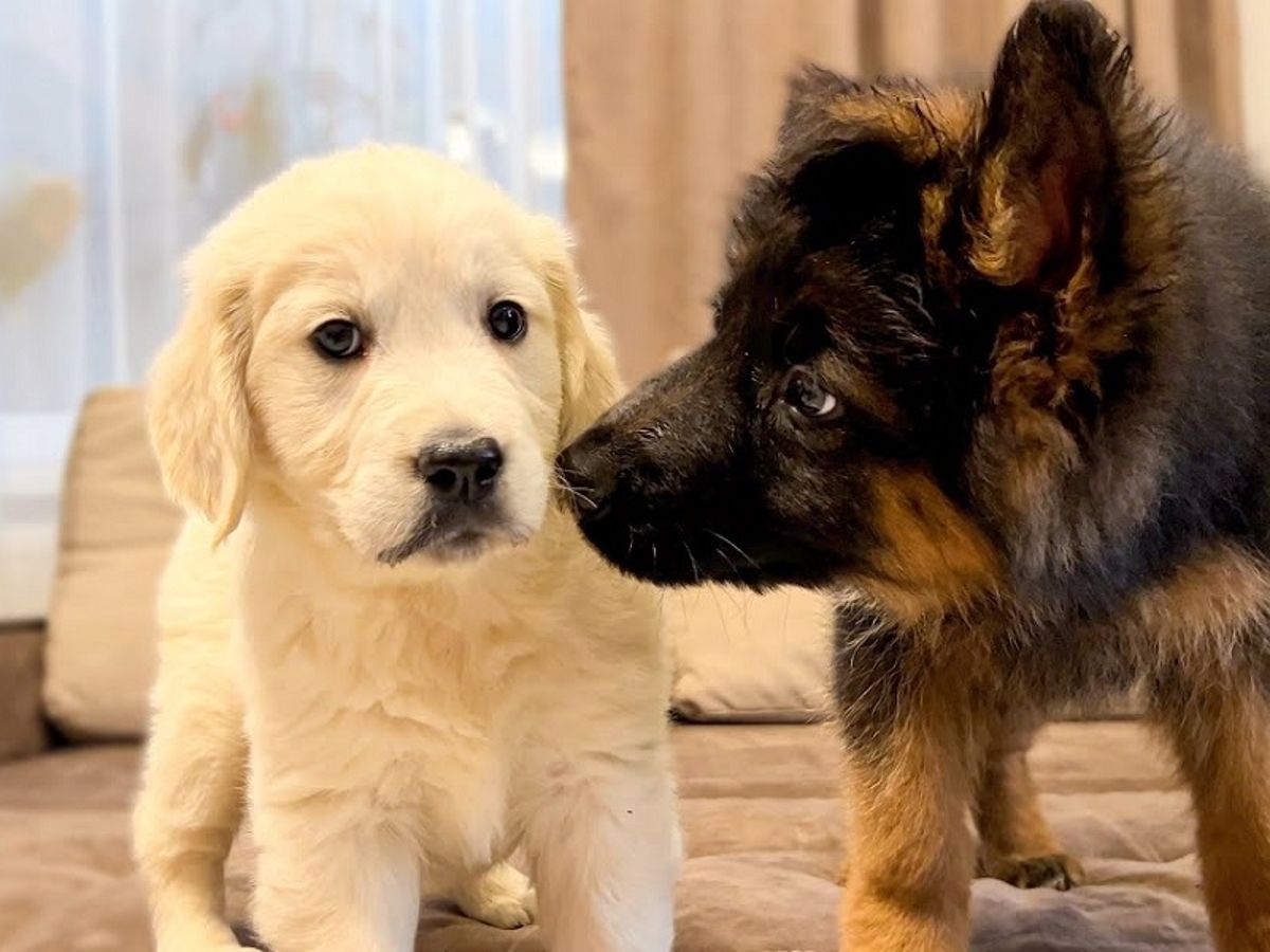 Se Llevan Bien Los Pastores Alemanes Y Los Golden Retriever