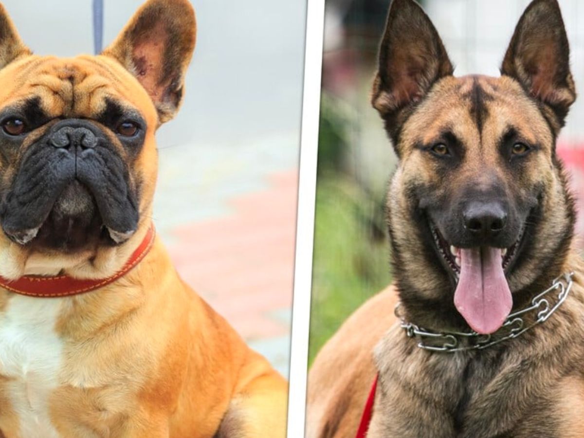 Mix Di Bulldog Francese Pastore Tedesco