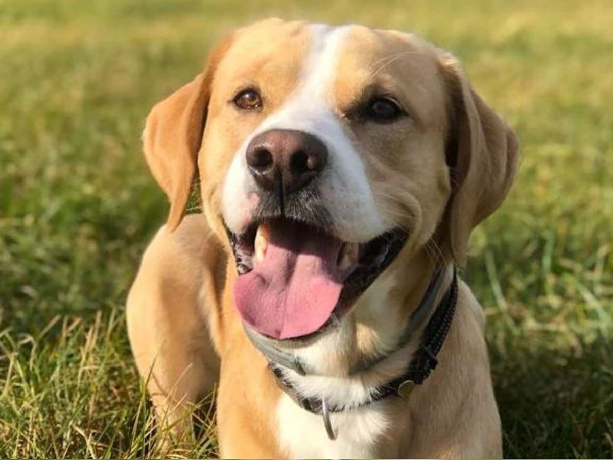 Labrador Beagle Mix