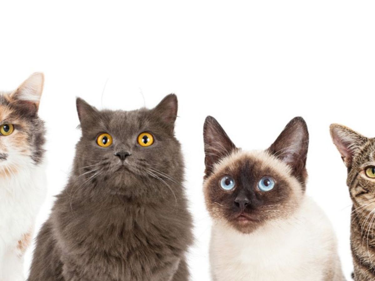 Cara A Color De Las Bases De Gato