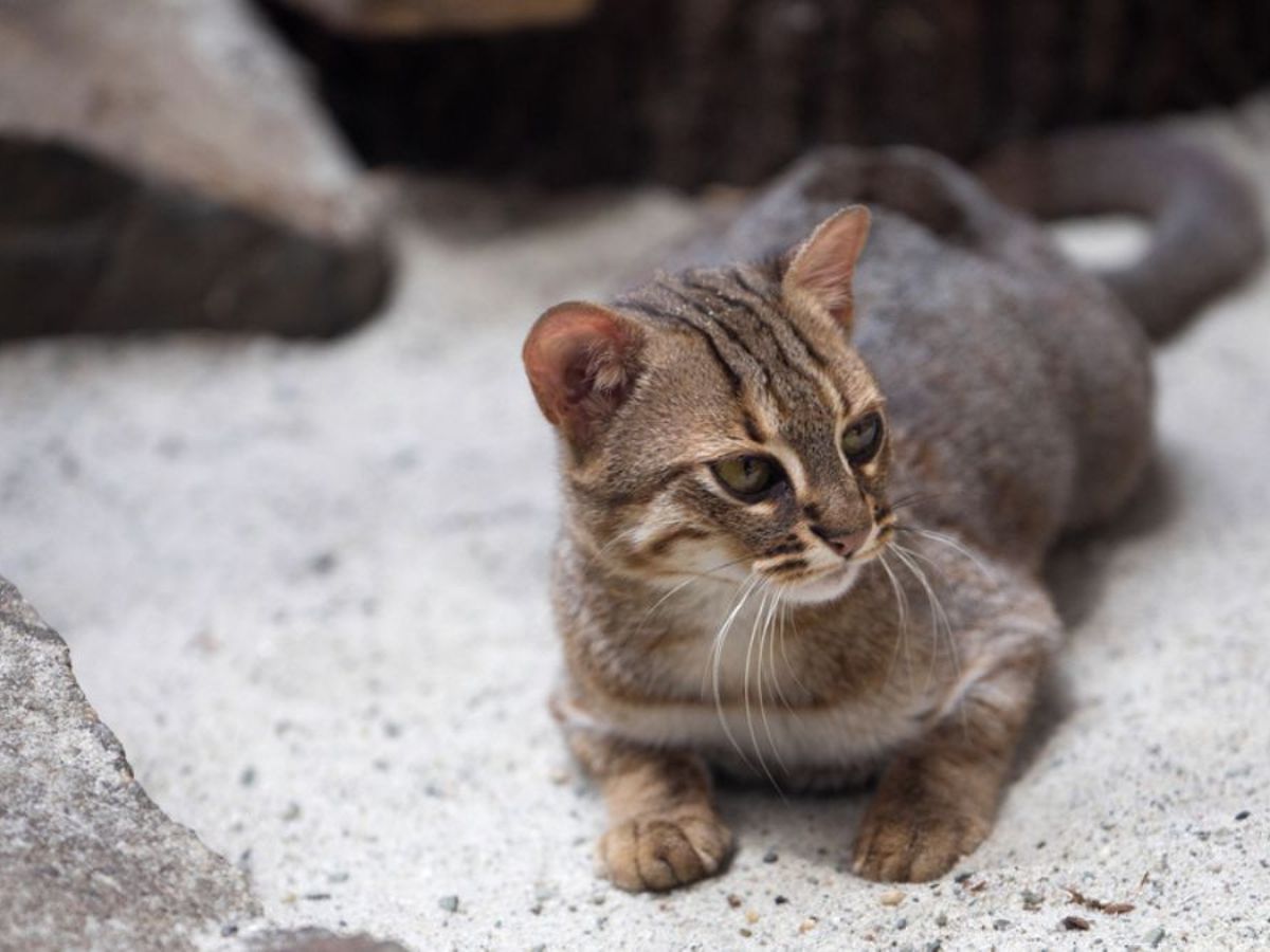 Schattigste Kat Ter Wereld 2024 PeeWee International