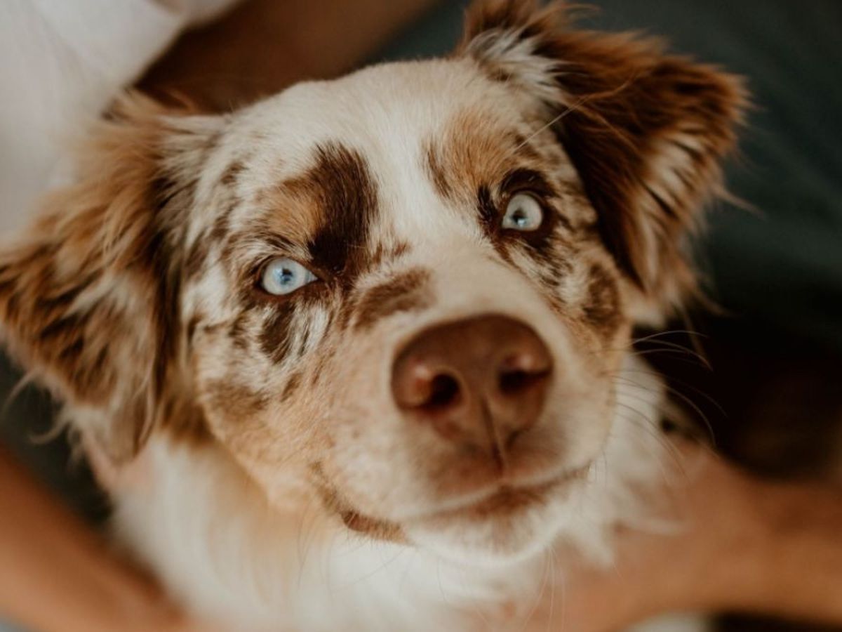 De Que Color Es Merle En Un Perro