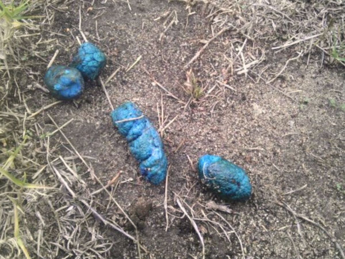 De Que Color Es La Caca De Cachorro