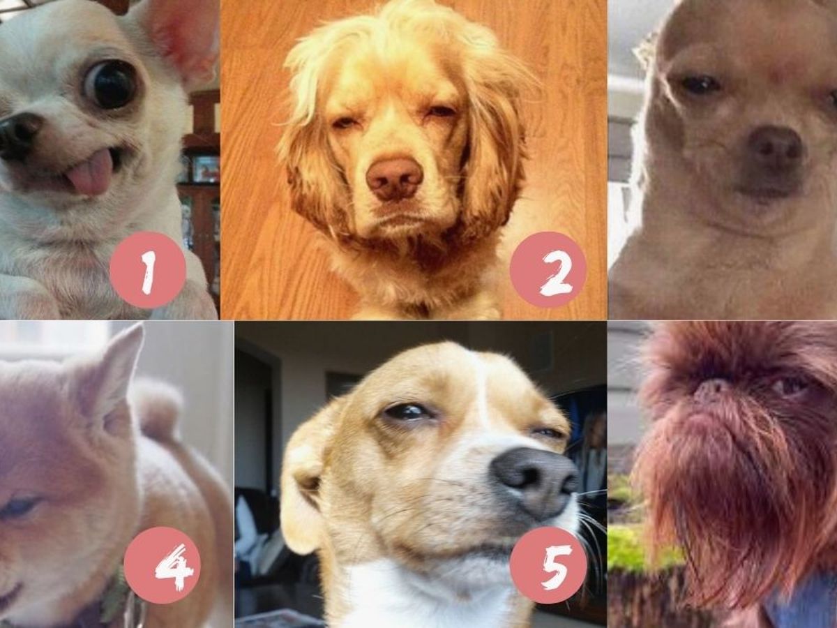 Animales Perros Gracioso