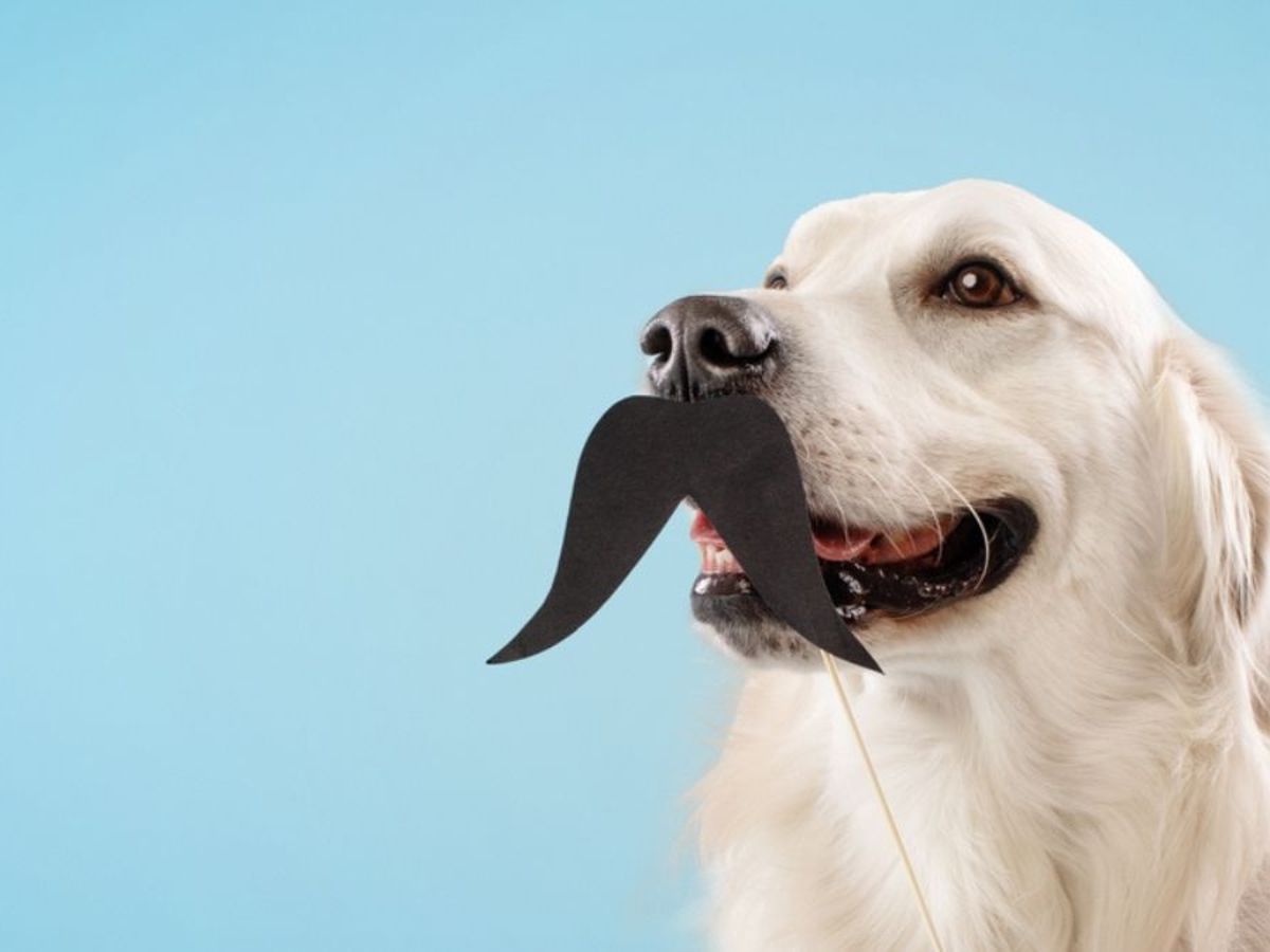 Qué Tan Rápido Vuelven A Crecer Los Bigotes De Los Perros