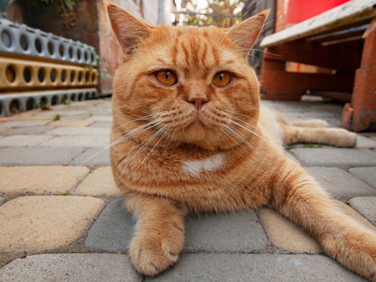 Chat Roux 82 Idées De Chats Roux | Chats Et Chatons, Chats Adorables,