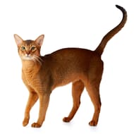 Chat roux : les races de chats roux