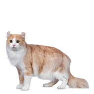 Chat roux : les races de chats roux