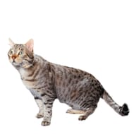 Blue cat: Discover beautiful gray-coated breeds