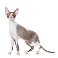 Blue cat: Discover beautiful gray-coated breeds
