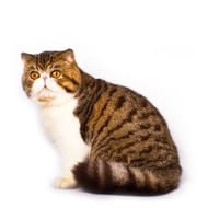 Blue cat: Discover beautiful gray-coated breeds