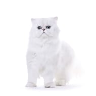 Gatos chatos: razas de hocico corto y carácter adorable