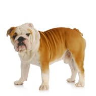 English dog breeds: discover classic breeds from England