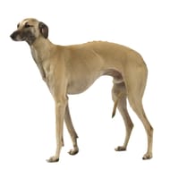 Duże psy: lojalne i silne rasy psów