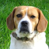 Beagle : prix, caractère, alimentation, santé