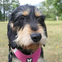 Griffon belge : prix, caractère, alimentation, santé