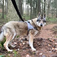 Chien-loup tchèque : prix, caractère, alimentation, santé