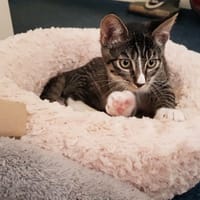 Adopteer een kat: alle katten ter adoptie in Nederland