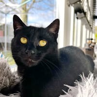 Adopteer een kat: alle katten ter adoptie in Nederland