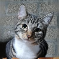 Adopteer een kat: alle katten ter adoptie in Nederland