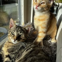 Adopteer een kat: alle katten ter adoptie in Nederland