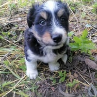 Adopteer een hond: alle honden ter adoptie in Nederland