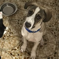 Bienvenido al Universo de los Perros