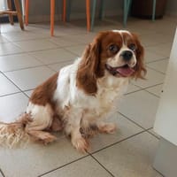 Chiot à donner, adopter un bébé chien en France