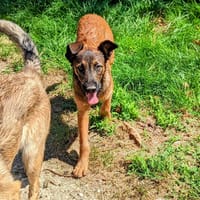 Chiot à donner, adopter un bébé chien en France