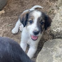 Chien à donner, adopter un chiot en France