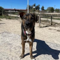 Perros en adopción 🐶 👪 👇