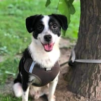 DOG News & Advice | Wamiz