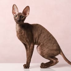 Ginger cat: Beautiful orange feline breeds