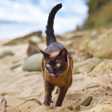 Chat marron : les races de chats marrons