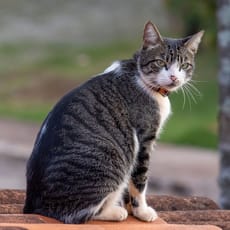 Chat marron : les races de chats marrons